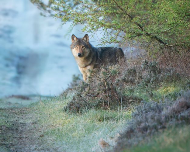 Det mener Dyrenes Beskyttelse om ulve i Danmark | Dyrenes Beskyttelse